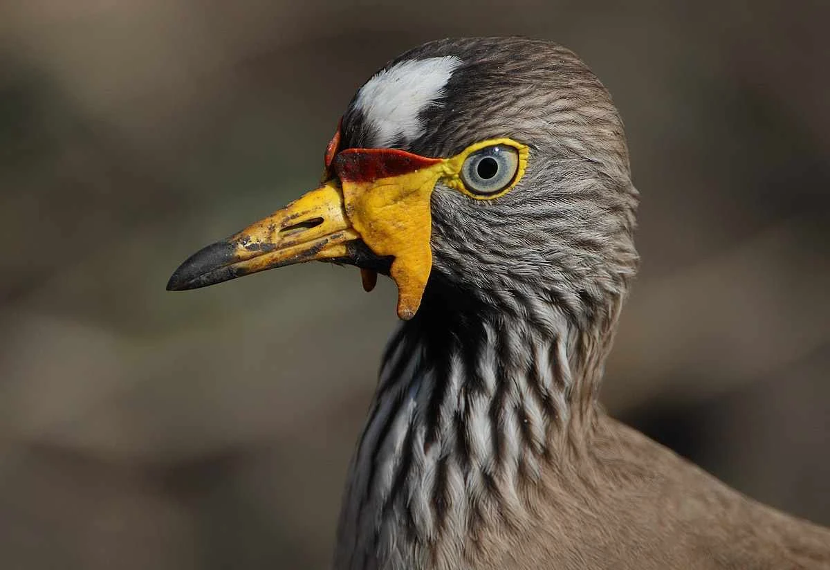 Lappet | All Birds Wiki | Fandom