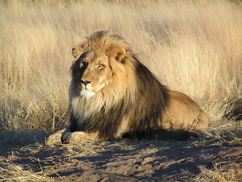 Lion | All Birds Wiki | Fandom