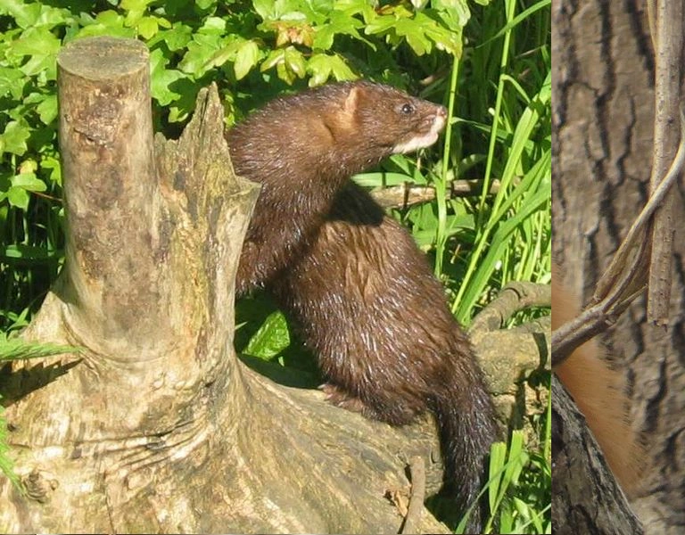 European Mink | All Birds Wiki | Fandom