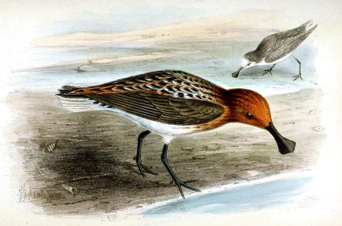 Spoon-billed Sandpiper | All Birds Wiki | Fandom