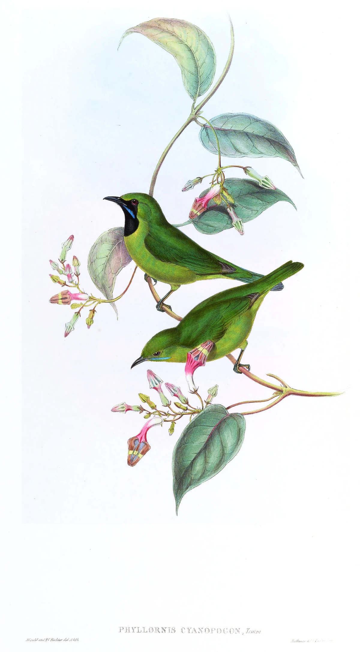 Yellow-bordered Leafbird | All Birds Wiki | Fandom