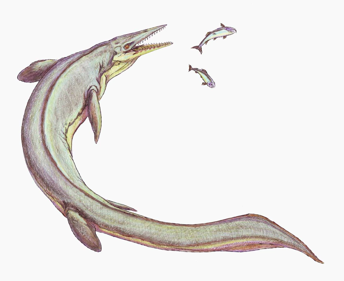 List of mosasaur genera | All Birds Wiki | Fandom