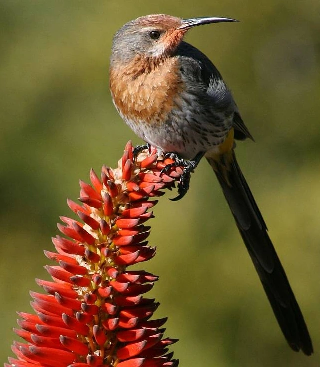 Gurney's Sugarbird | All Birds Wiki | Fandom