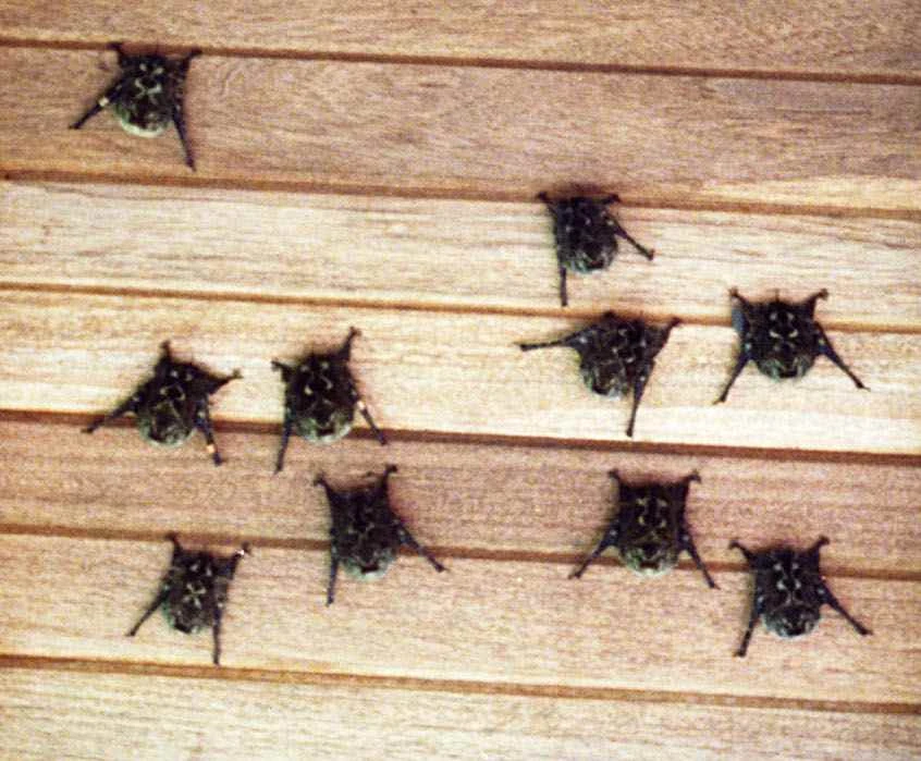 Proboscis Bat | All Birds Wiki | Fandom