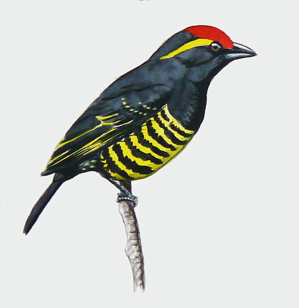 Yellow-spotted Barbet | All Birds Wiki | Fandom