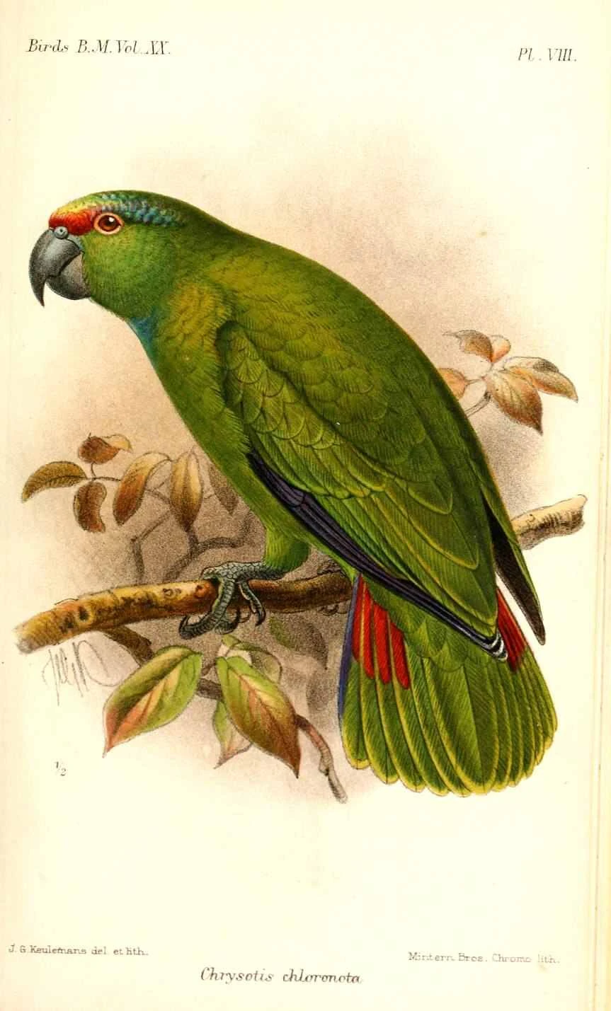 Amazon parrot | All Birds Wiki | Fandom