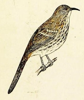 Grey Thrasher | All Birds Wiki | Fandom