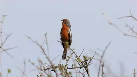 Plantcutter | All Birds Wiki | Fandom