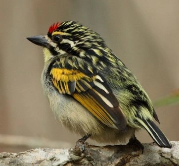 Red-fronted Tinkerbird | All Birds Wiki | Fandom