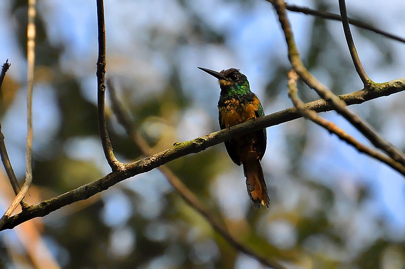 White-chinned Jacamar | All Birds Wiki | Fandom
