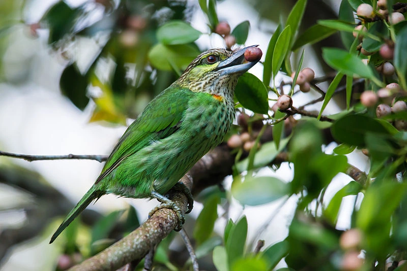 Green-eared Barbet | All Birds Wiki | Fandom