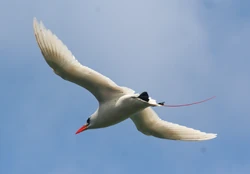 Rectrix | All Birds Wiki | Fandom