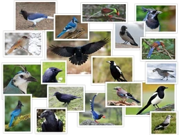 Corvid | All Birds Wiki | Fandom