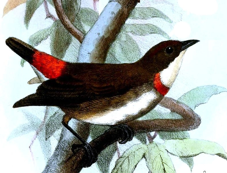 Red-banded Flowerpecker | All Birds Wiki | Fandom