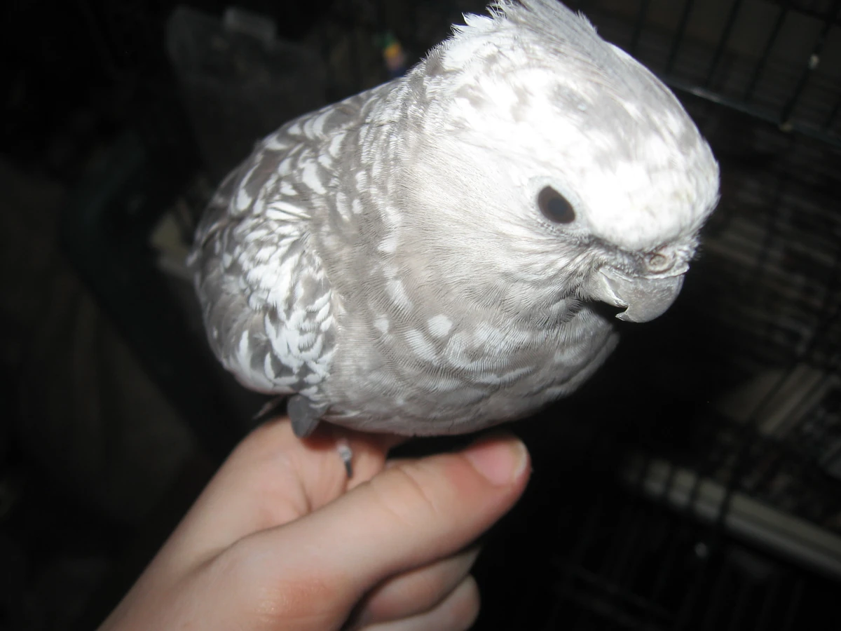 Stormy (cockatiel) | All Birds Wiki | Fandom