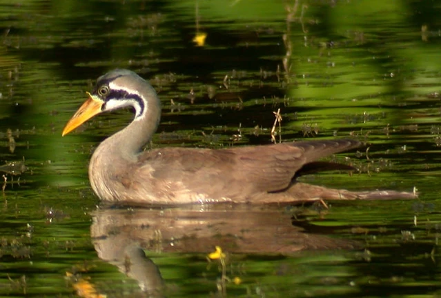 Masked Finfoot | All Birds Wiki | Fandom