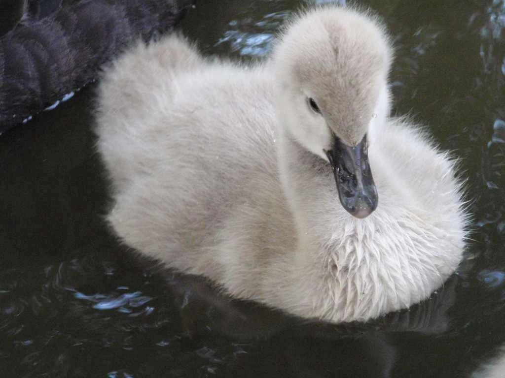 Cygnet | All Birds Wiki | Fandom