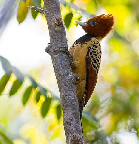 Kaempfer's Woodpecker | All Birds Wiki | Fandom