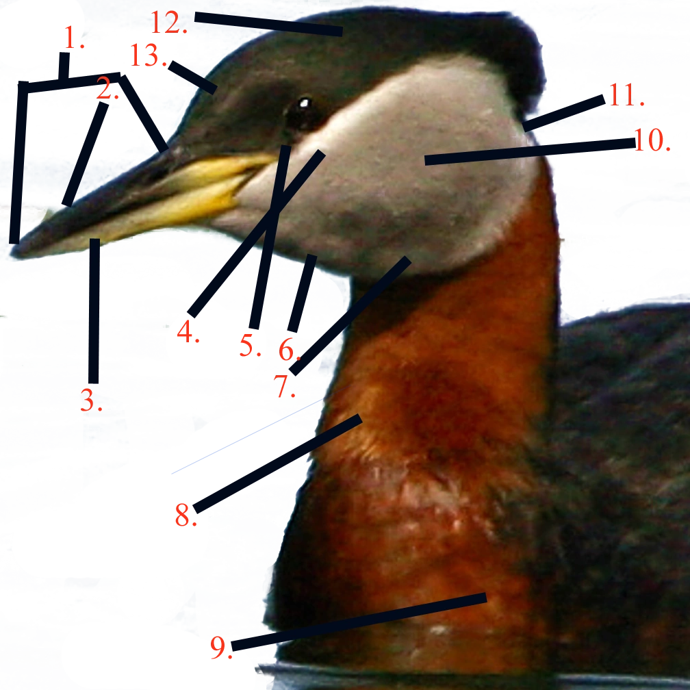 Foreneck | All Birds Wiki | Fandom