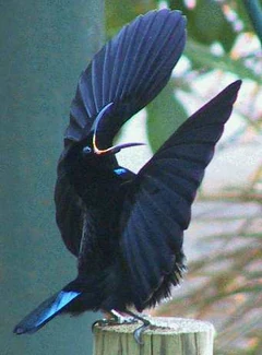 Riflebird | All Birds Wiki | Fandom