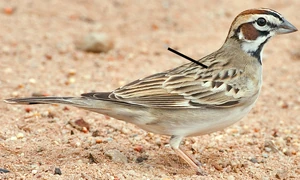 Scapular | All Birds Wiki | Fandom