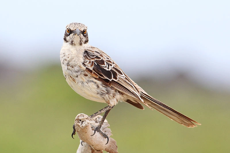 Hood Mockingbird | All Birds Wiki | Fandom