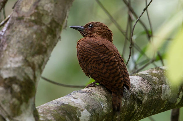Rufous Woodpecker | All Birds Wiki | Fandom