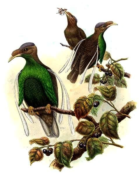 Standardwing | All Birds Wiki | Fandom