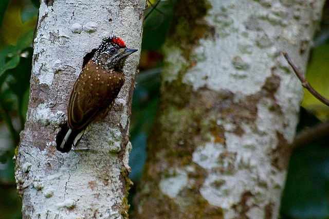 Spotted Piculet | All Birds Wiki | Fandom