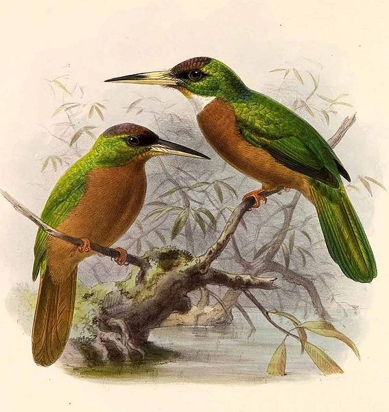 Yellow-billed Jacamar | All Birds Wiki | Fandom