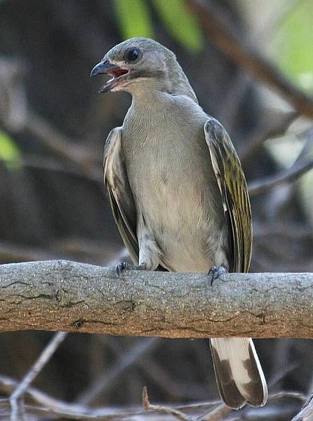 Lesser Honeyguide | All Birds Wiki | Fandom