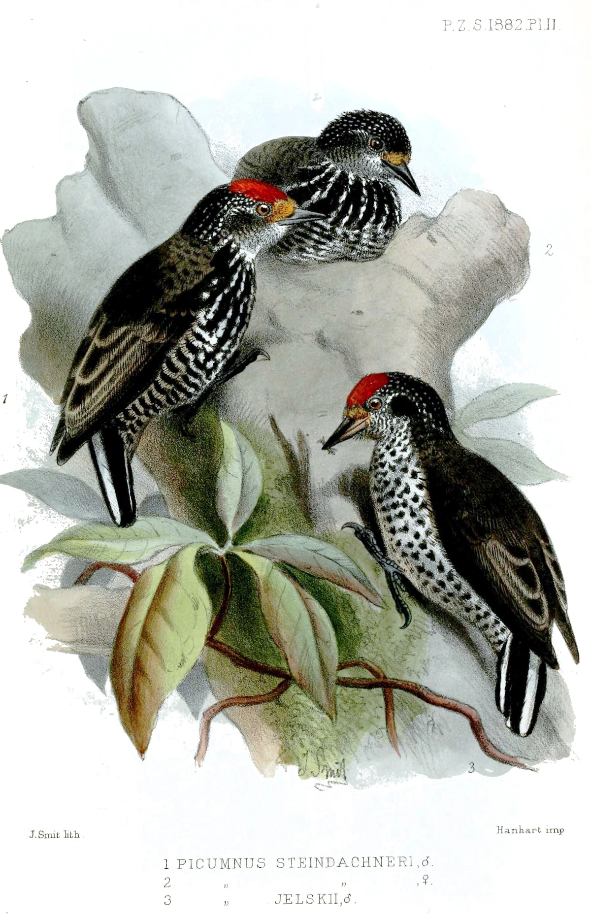 Speckle-chested Piculet | All Birds Wiki | Fandom