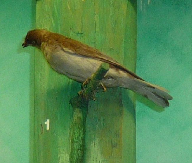 Greater Honeyguide | All Birds Wiki | Fandom