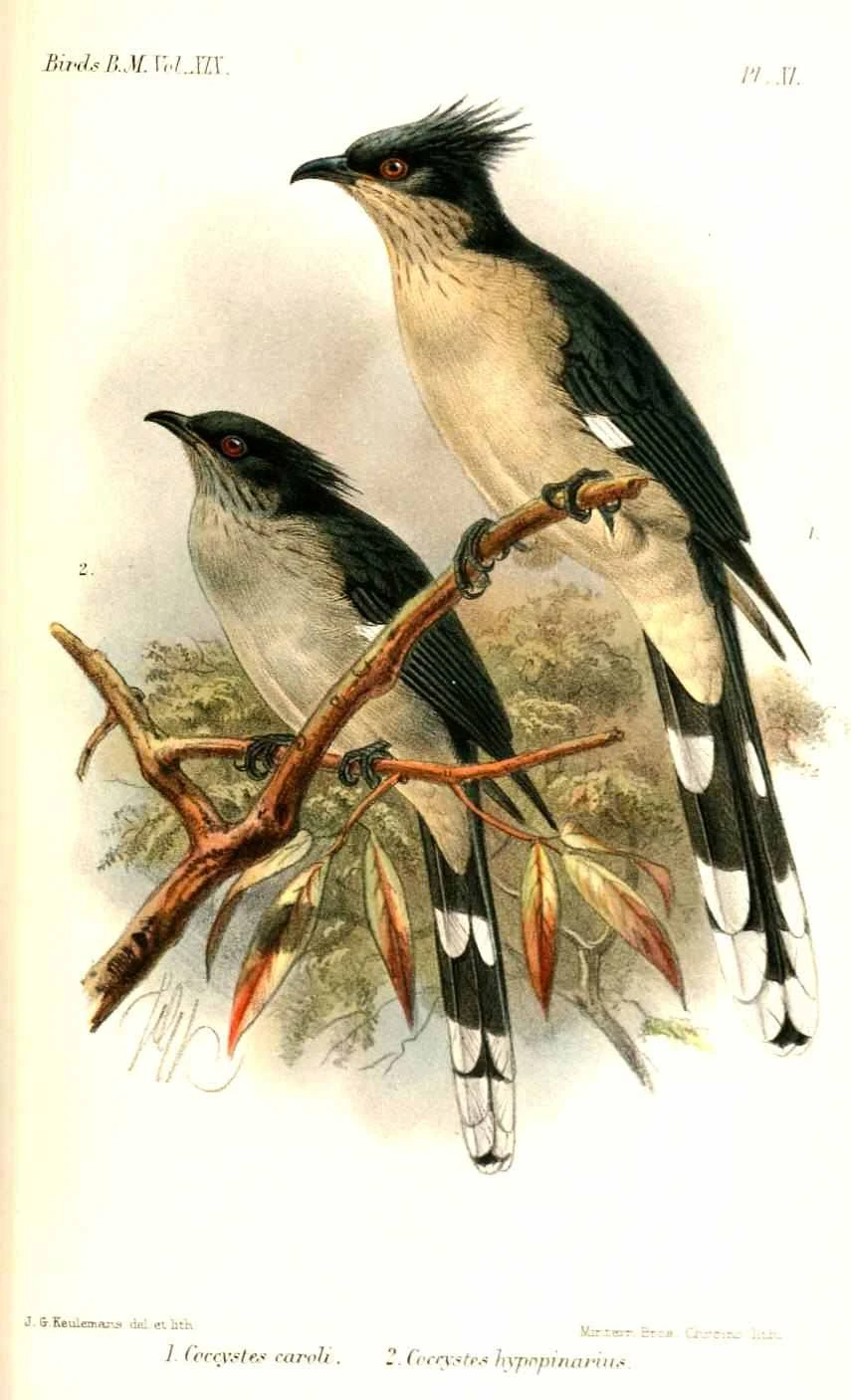 Clamator | All Birds Wiki | Fandom
