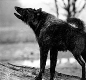 Shunka Warakin | Cryptids and Myths Wiki | Fandom