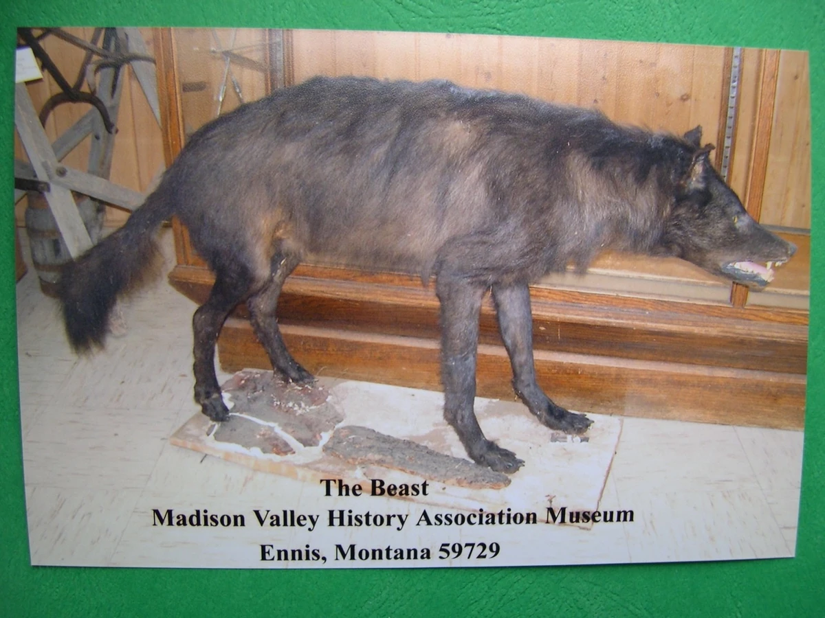 Shunka Warakin | Cryptids and Myths Wiki | Fandom