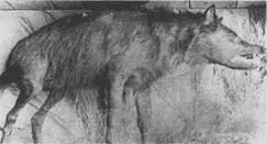 Shunka Warakin | Cryptids and Myths Wiki | Fandom