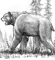 List of cryptozoological bears | Cryptids and Myths Wiki | Fandom