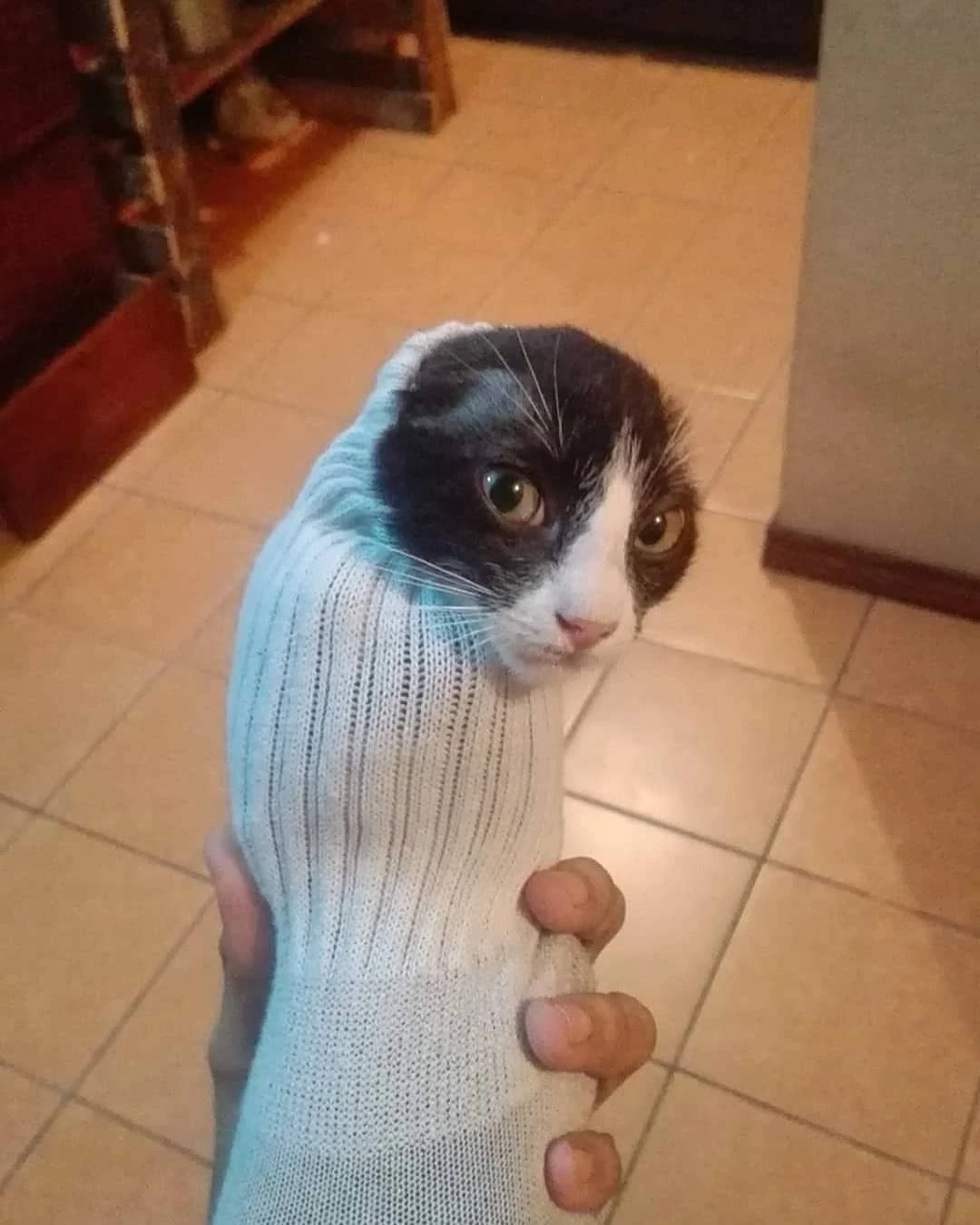 User blog:SodafizzIGuess/Glumbo | All dimensions Wiki | Fandom