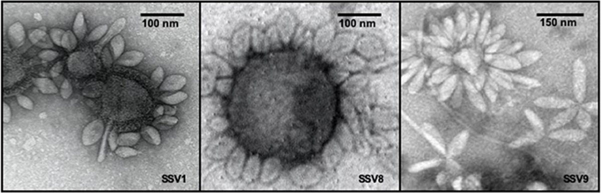 Brainrot Virus | All dimensions Wiki | Fandom