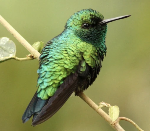 The Emerald Bird | All dimensions Wiki | Fandom