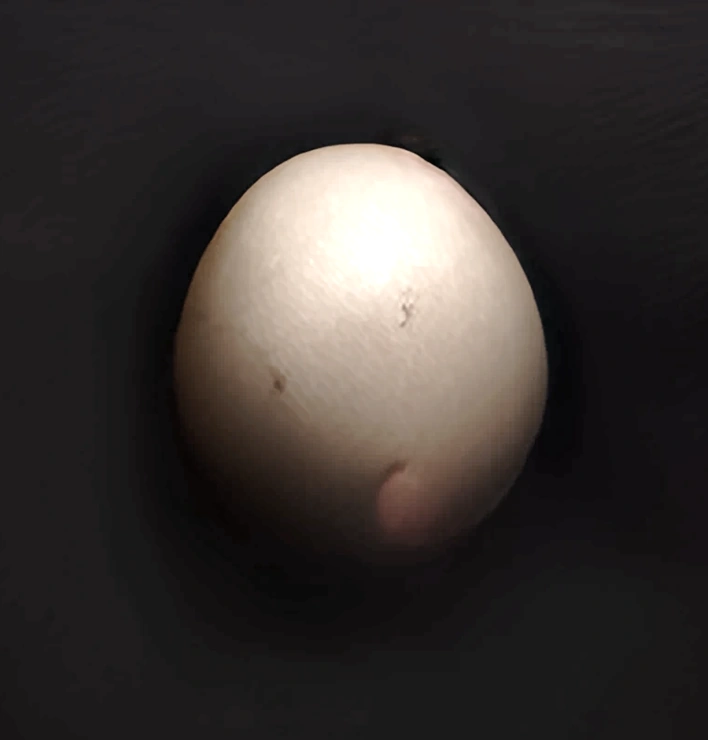 Hegg | All dimensions Wiki | Fandom
