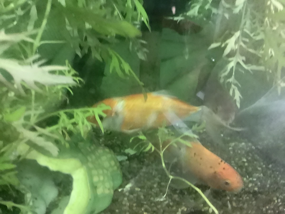 User blog:Someone who owns a fish/lol | All dimensions Wiki | Fandom