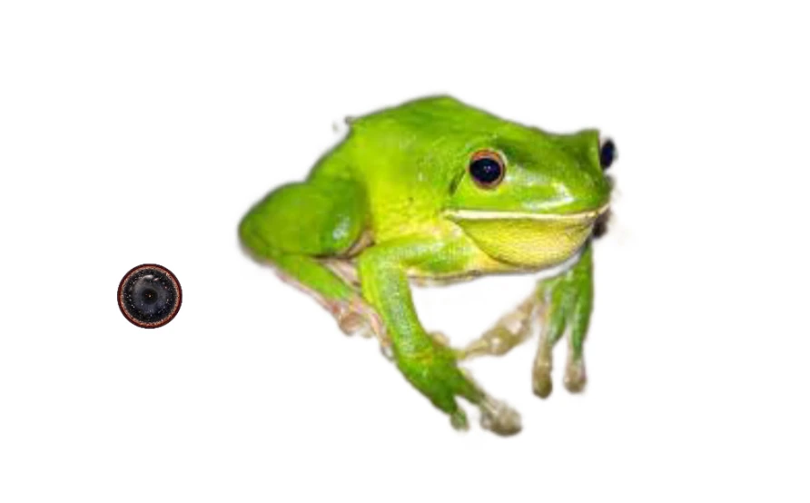 Cosmic Tree Frog | All dimensions Wiki | Fandom