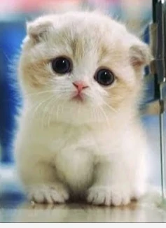 Cat | All dimensions Wiki | Fandom