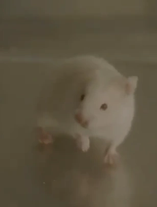 Lab Mouse | All of Us Are Dead Wiki | Fandom