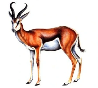 Bond's springbok | Allprehistoric animals Wiki | Fandom