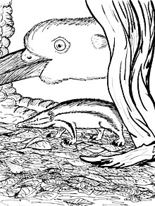 Malagasy aardvark | Allprehistoric animals Wiki | Fandom