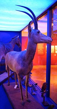 Bluebuck | Allprehistoric animals Wiki | Fandom