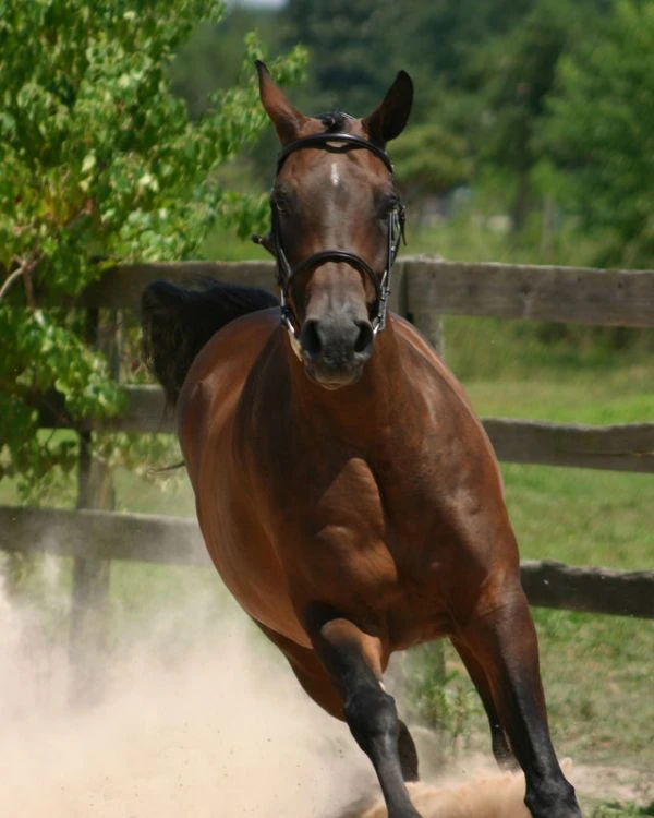 Dahr | All Souls Trilogy Wiki | Fandom